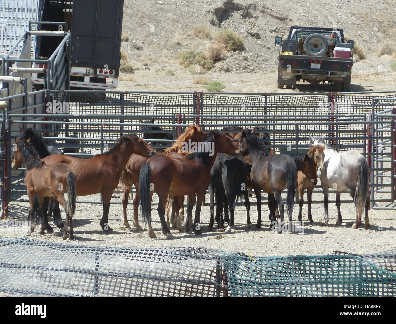 The Bureau of Land Management's emergency wild horse gather in the ...