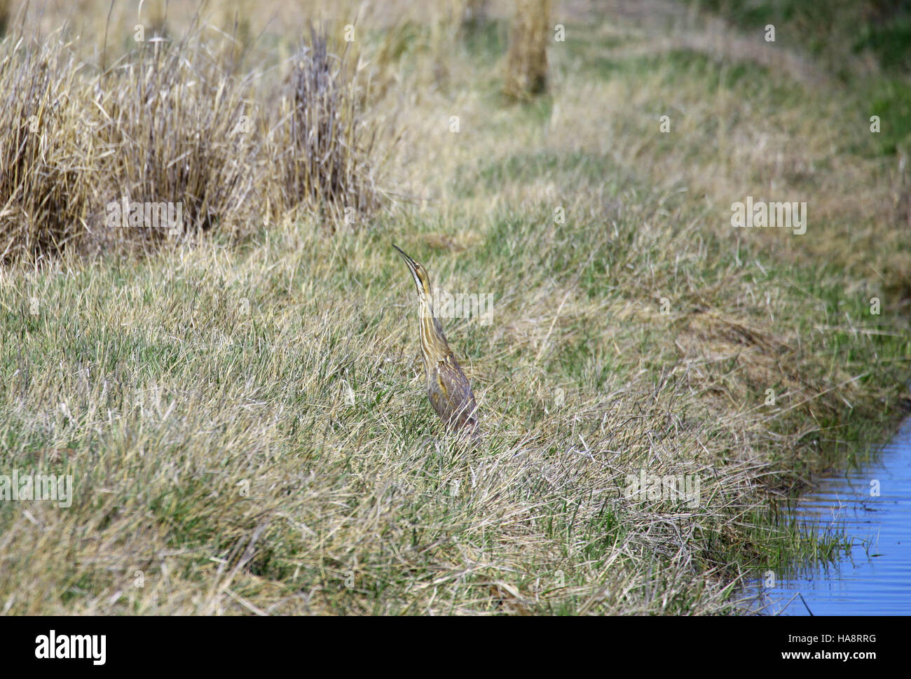 The American Bittern, a secretive and elusive bird species, is spotted ...
