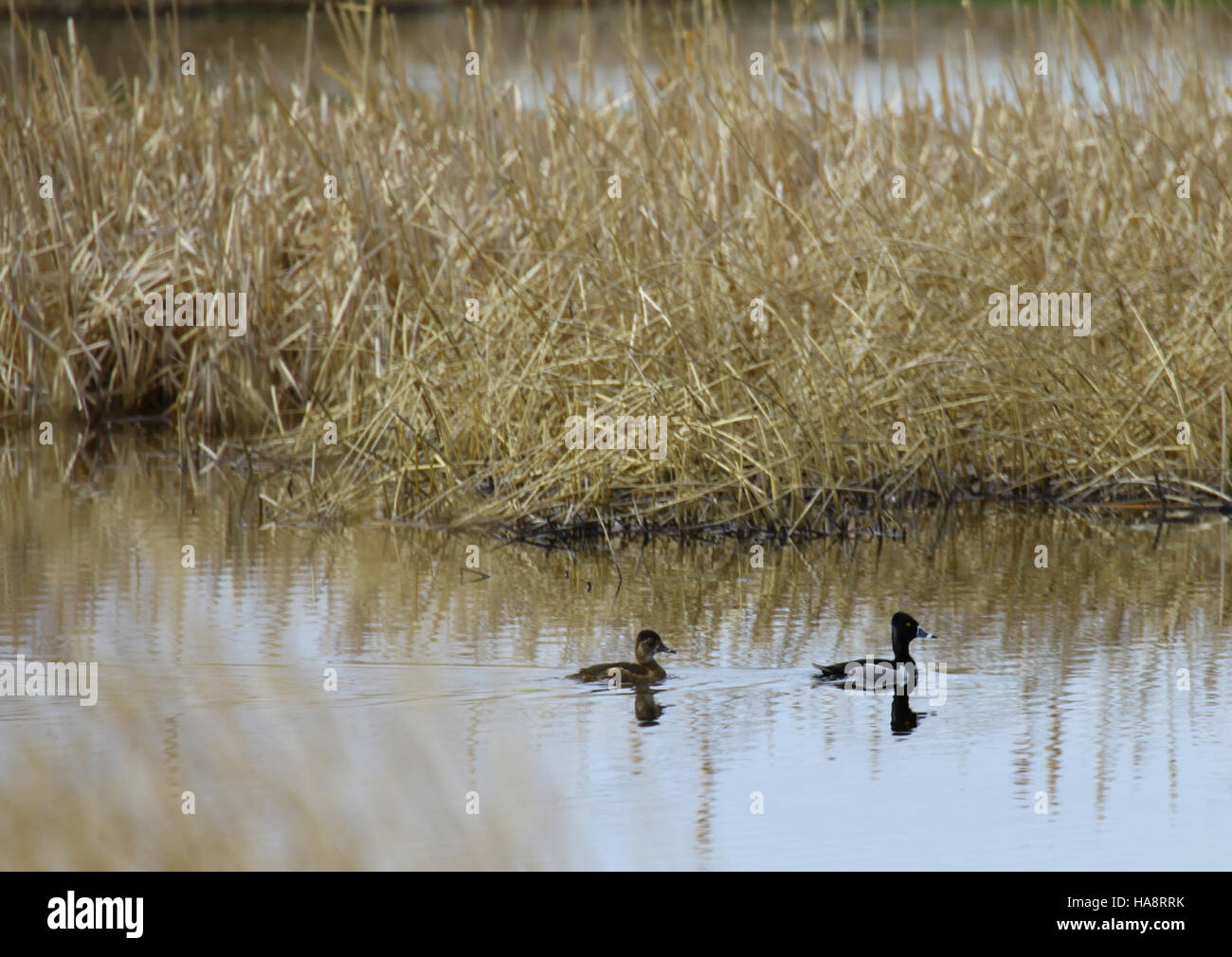 A ring-necked duck pair is observed in a national park, illustrating ...