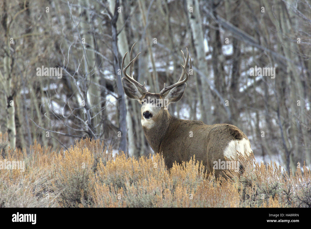usfwsmtnprairie 14683089044 Mule Deer2 Stock Photo - Alamy