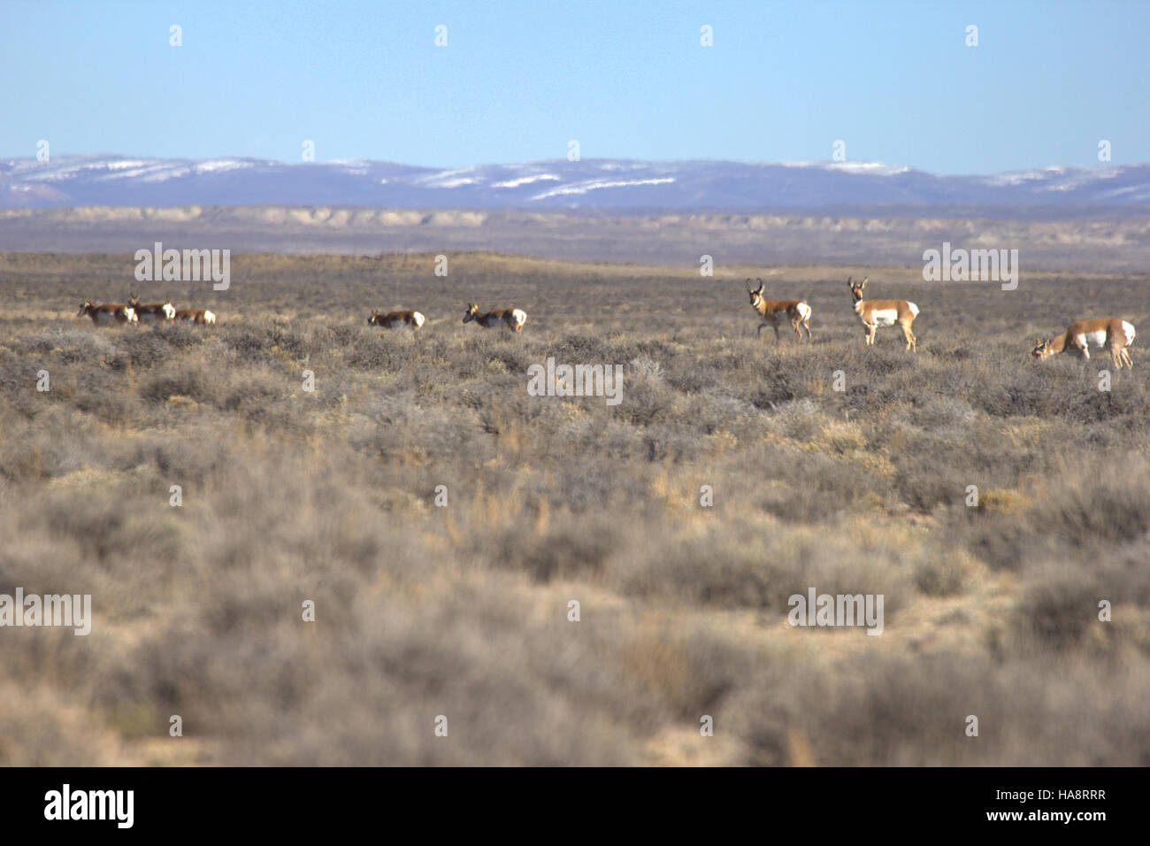 This image features pronghorn antelope in a desert sagebrush steppe ...