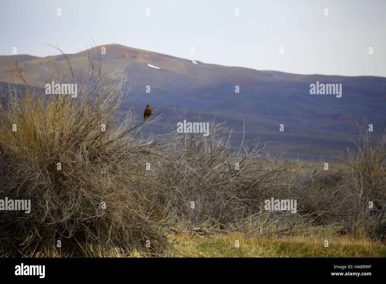 Morph into nature hi-res stock photography and images - Alamy