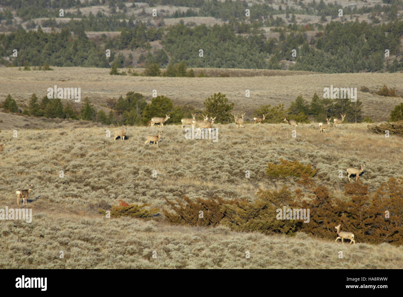 usfwsmtnprairie 14707565891 Mule Deer Herd Stock Photo - Alamy