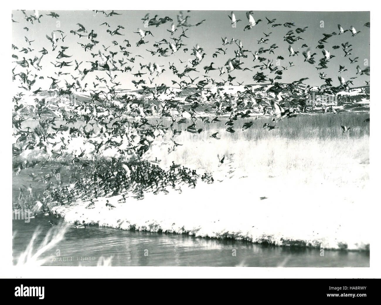 On March 12, 1950, Mallard ducks were observed migrating to a winter ...