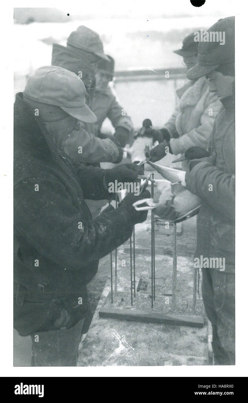 Duck banding at Duck Creek National Park on January 20, 1950, involved ...