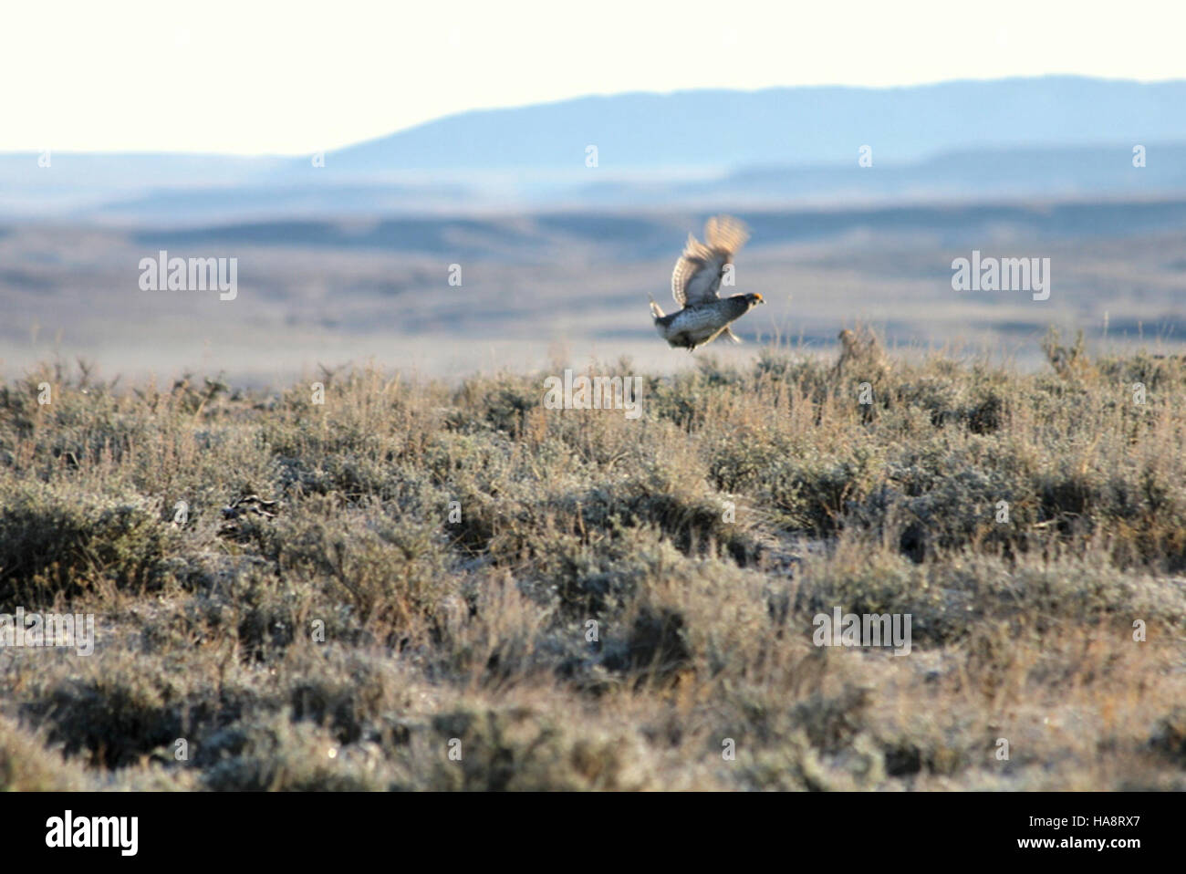 A Sharp-tailed Grouse takes off from the ground at a national park ...