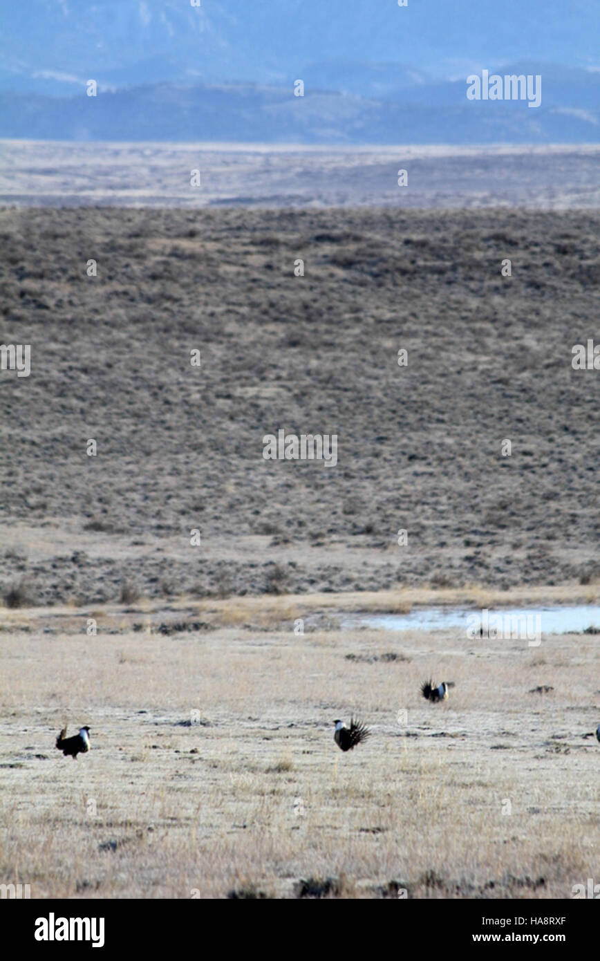 The Greater Sage-grouse, a key species in the Little Rocky Mountains ...
