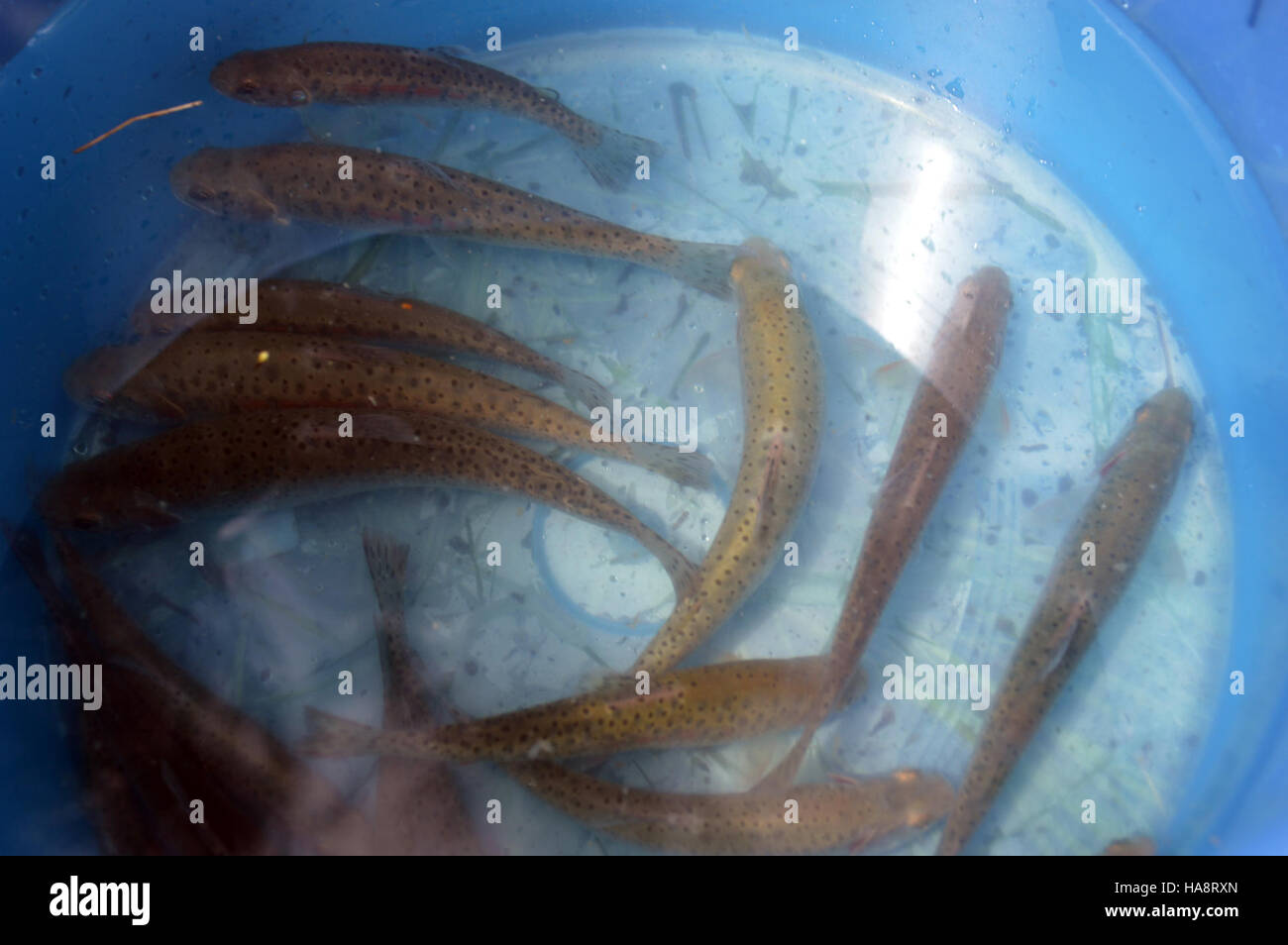 A Grizzly Cub (GrCT) is safely transported in a bucket as part of a ...