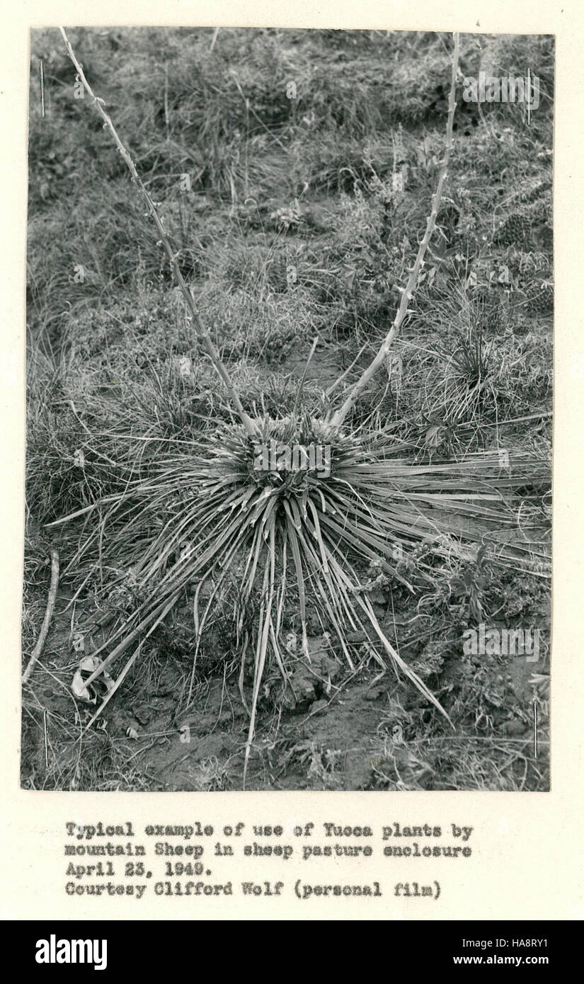usfwsmtnprairie 14711337675 1949, Wolf - Yucca use by mtn sheep Stock ...