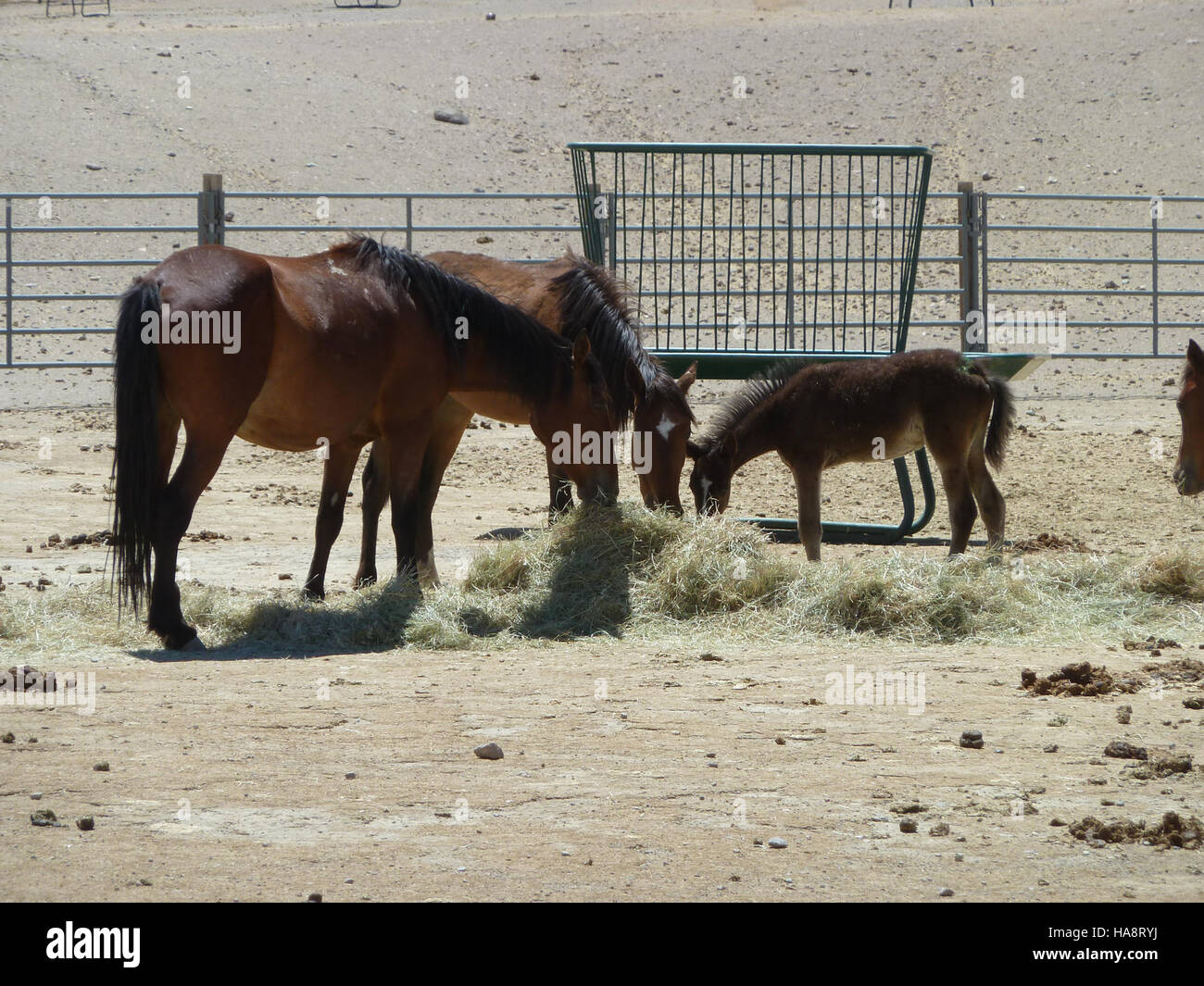 A mare and her foal feeding in Nevada's national park, an example of ...