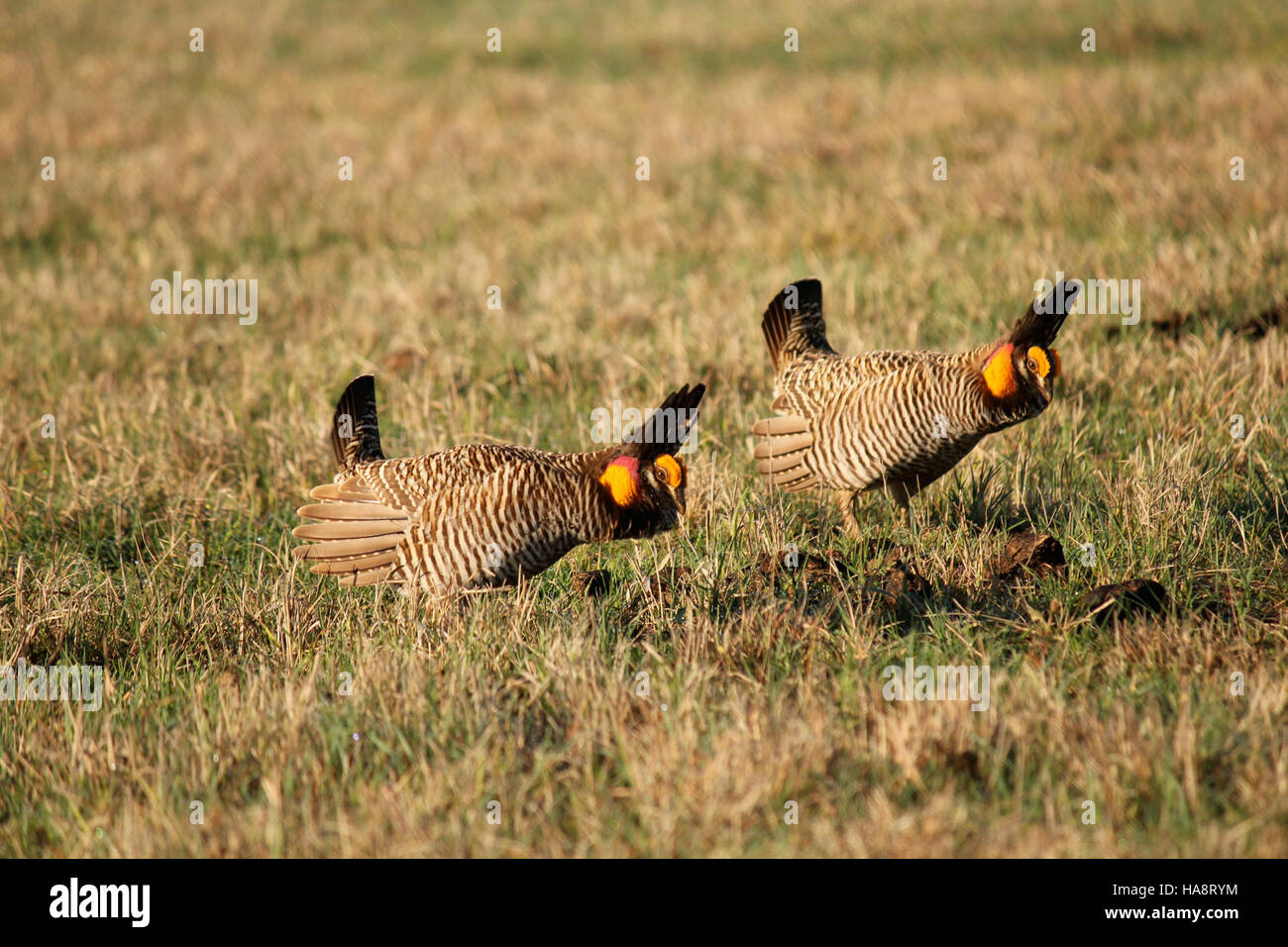 A pair of Greater Prairie-Chickens spotted in the Flint Hills, a ...
