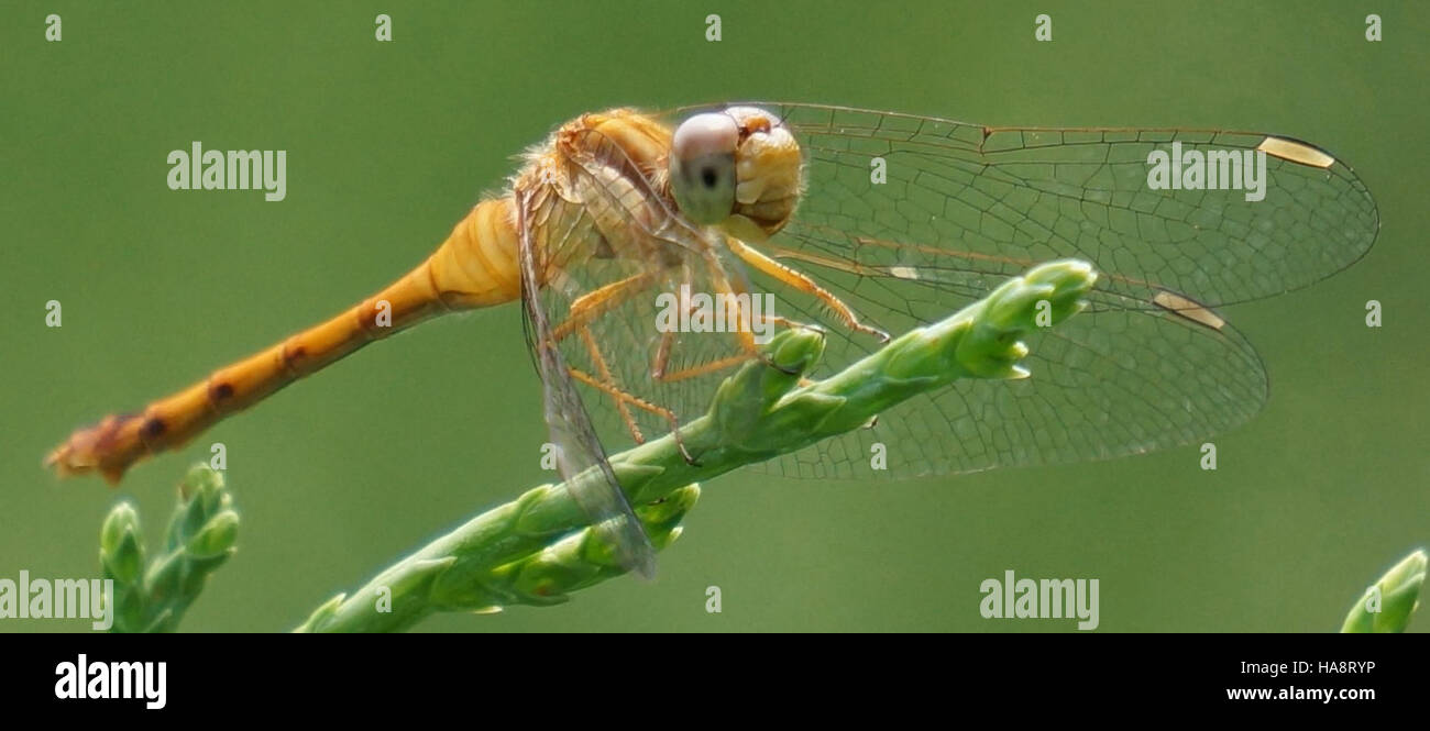 A dragonfly is captured in a national park, highlighting the importance ...