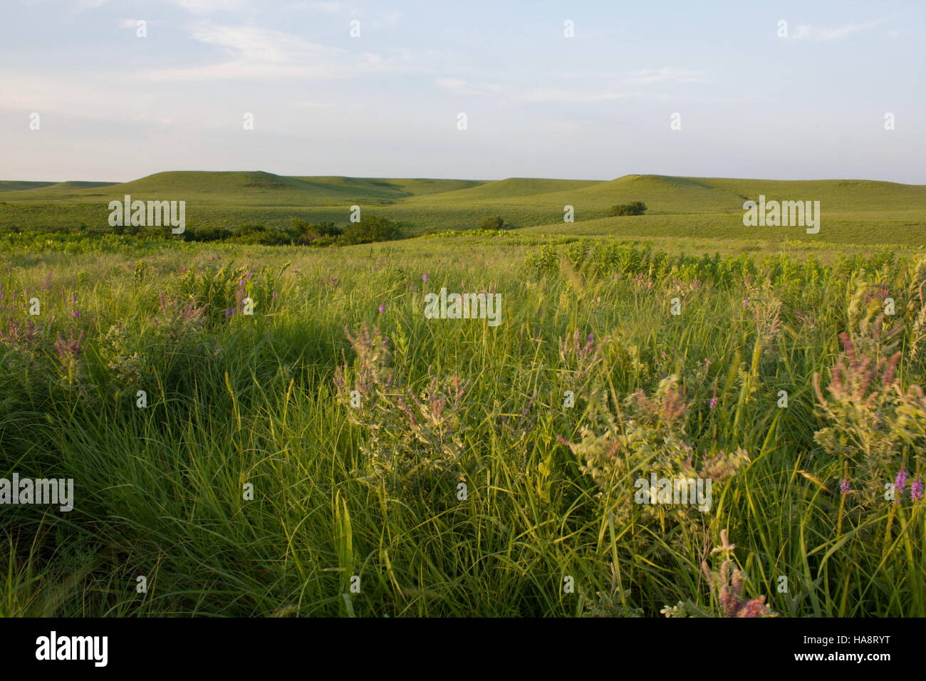 Evening Breeze in the Flint Hills captures the beauty of Kansas’ unique ...