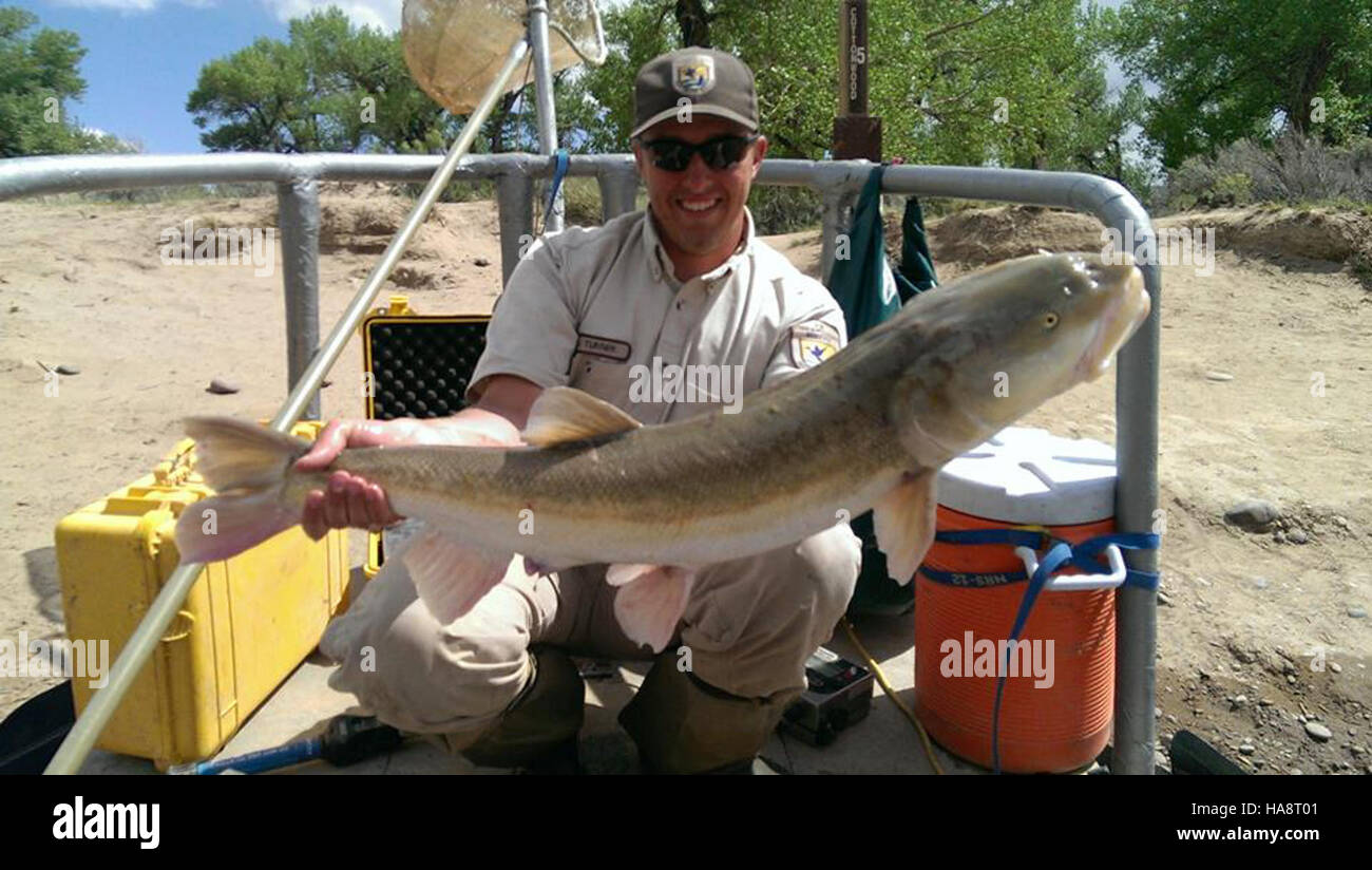 The Pike Minnow project in the Colorado River is part of an ongoing ...
