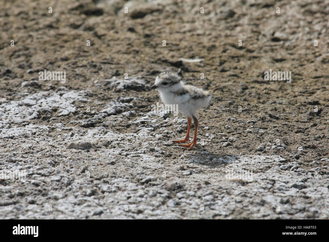A Piping Plover chick observed in a national park, highlighting efforts ...