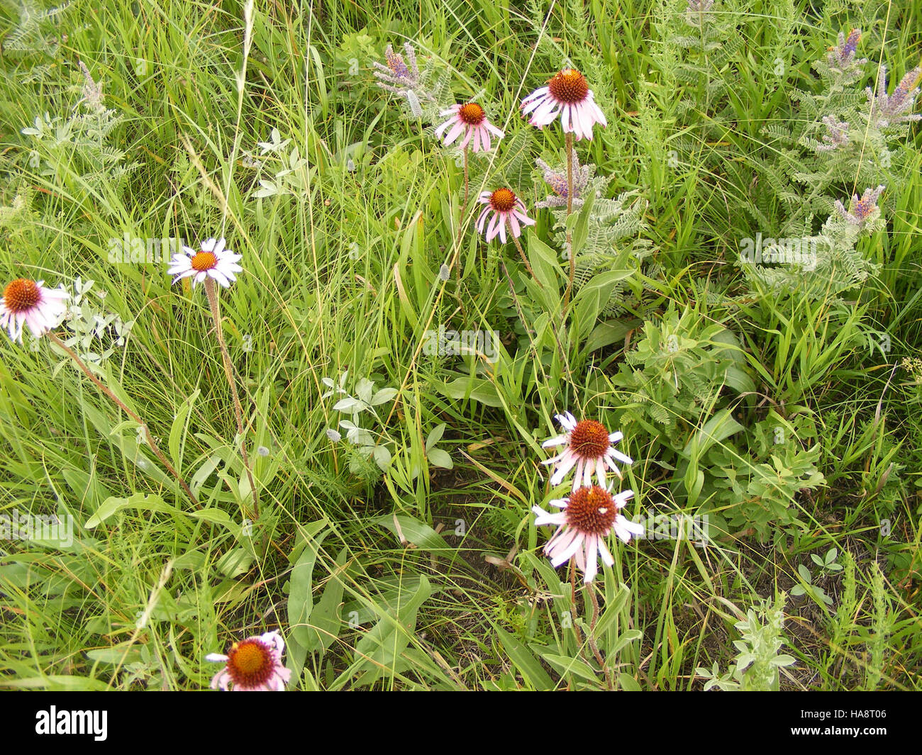 A diverse native prairie landscape in a U.S. national park, showcasing ...