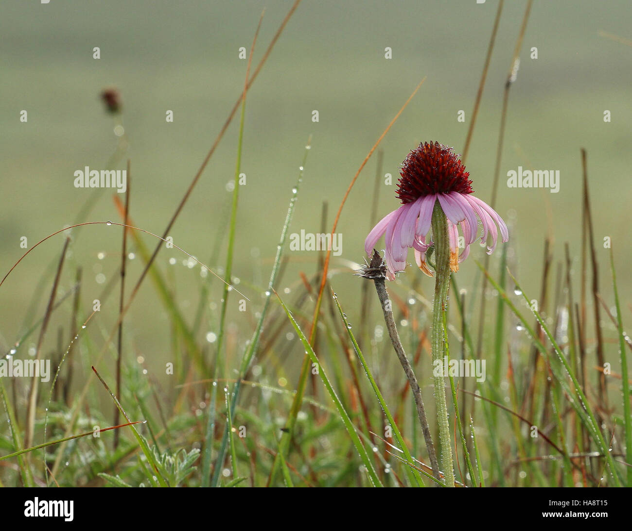 A serene morning scene from a national park in the Mountain Prairie ...