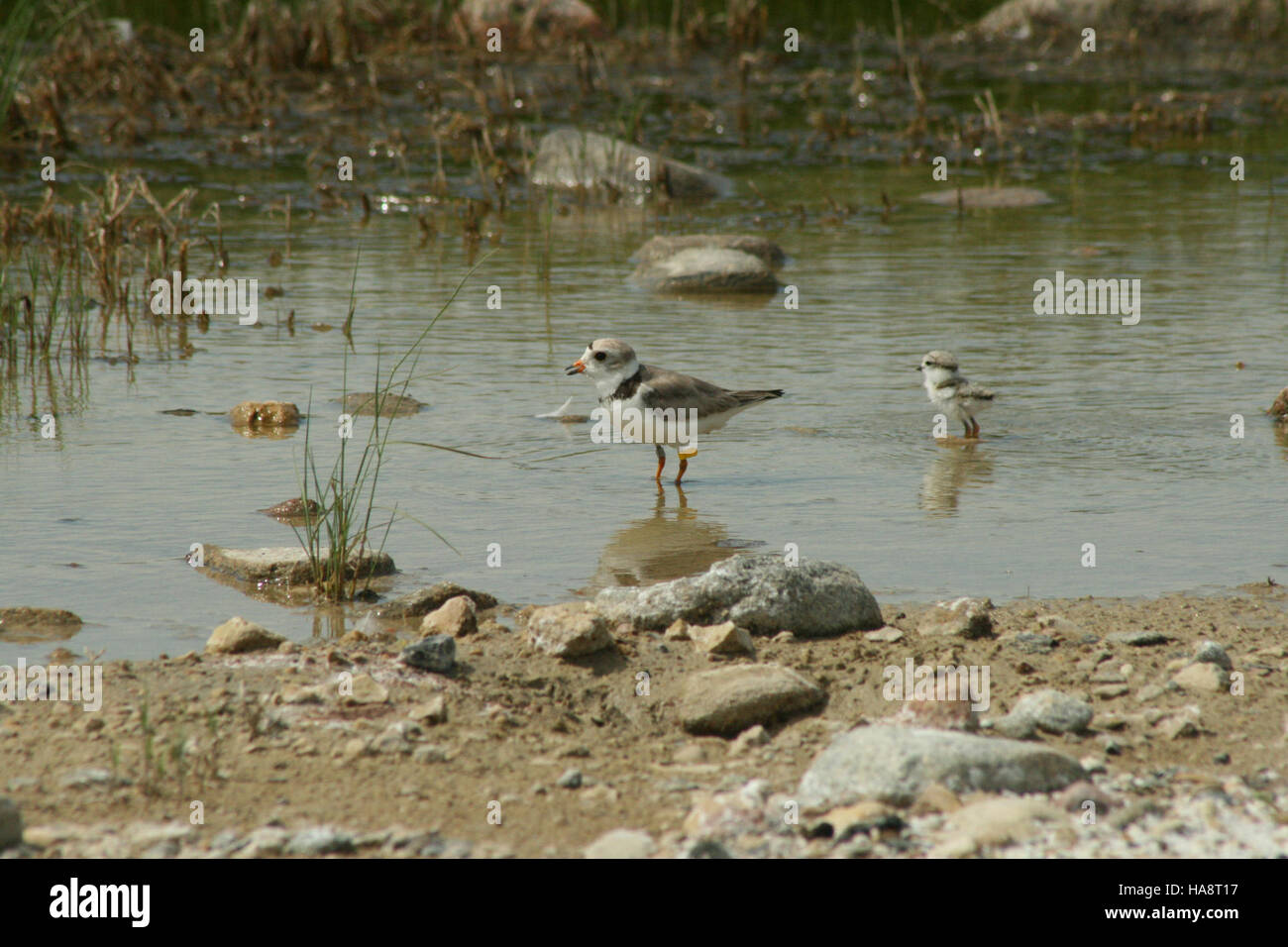 usfwsmtnprairie 14712763048 Banded Piping Plover Adult and Chick Stock ...