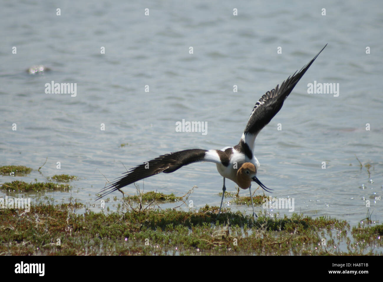 usfwsmtnprairie 14712763418 Avocet Broken Wing Display Stock Photo - Alamy