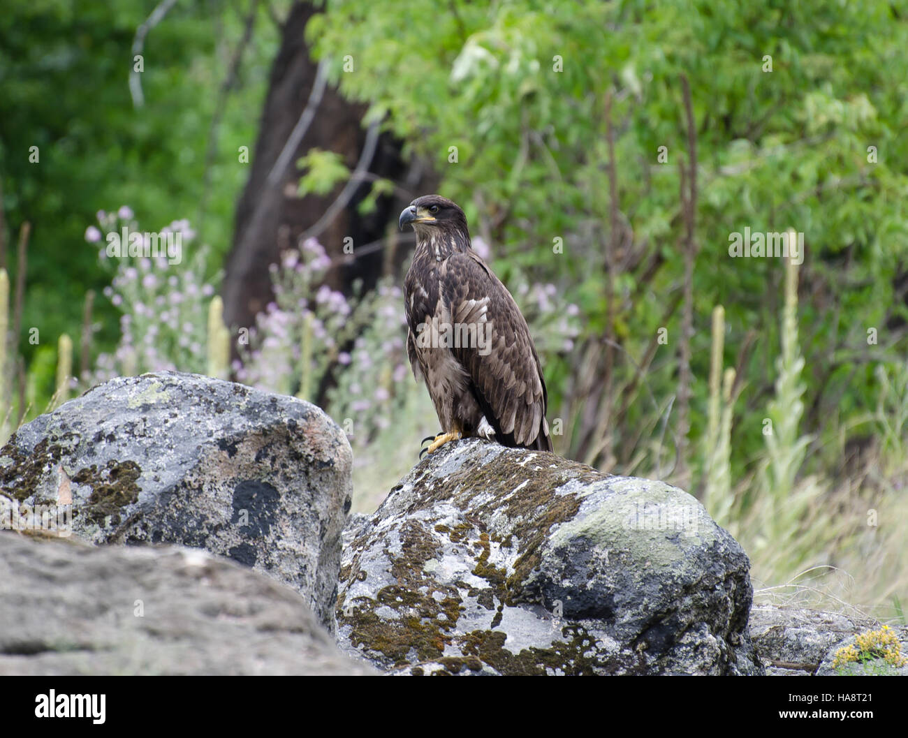 A fledgling Bald Eagle and Golden Eagle in a national park represent ...