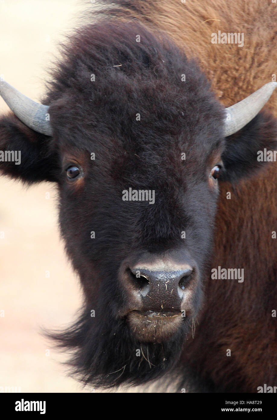 A young bison grazing in a national park, demonstrating the wildlife ...
