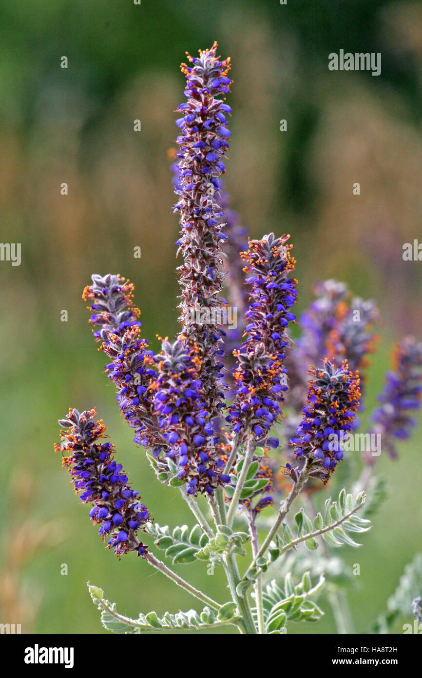 Lead plant hi-res stock photography and images - Alamy