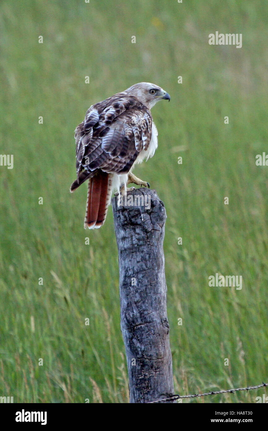 The Red-tailed Hawk, commonly found in National Parks, is a top ...