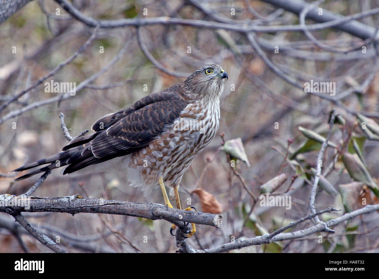 A Cooper's Hawk is spotted in a national park, emphasizing the ...