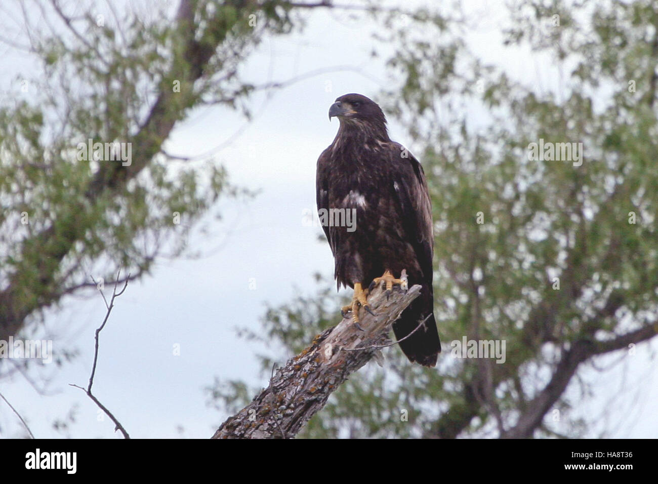 A young Bald Eagle is observed in a national park, representing the ...