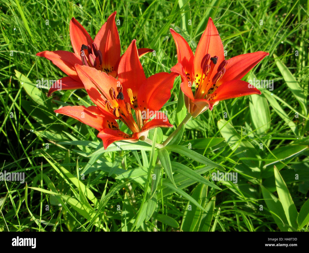 usfwsmtnprairie 14728298855 Prairie Lily Stock Photo - Alamy