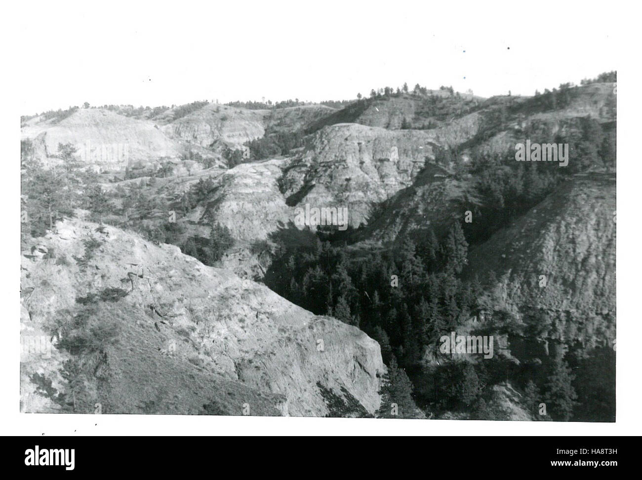 This historical image from May 1949 shows a typical section of sheep ...