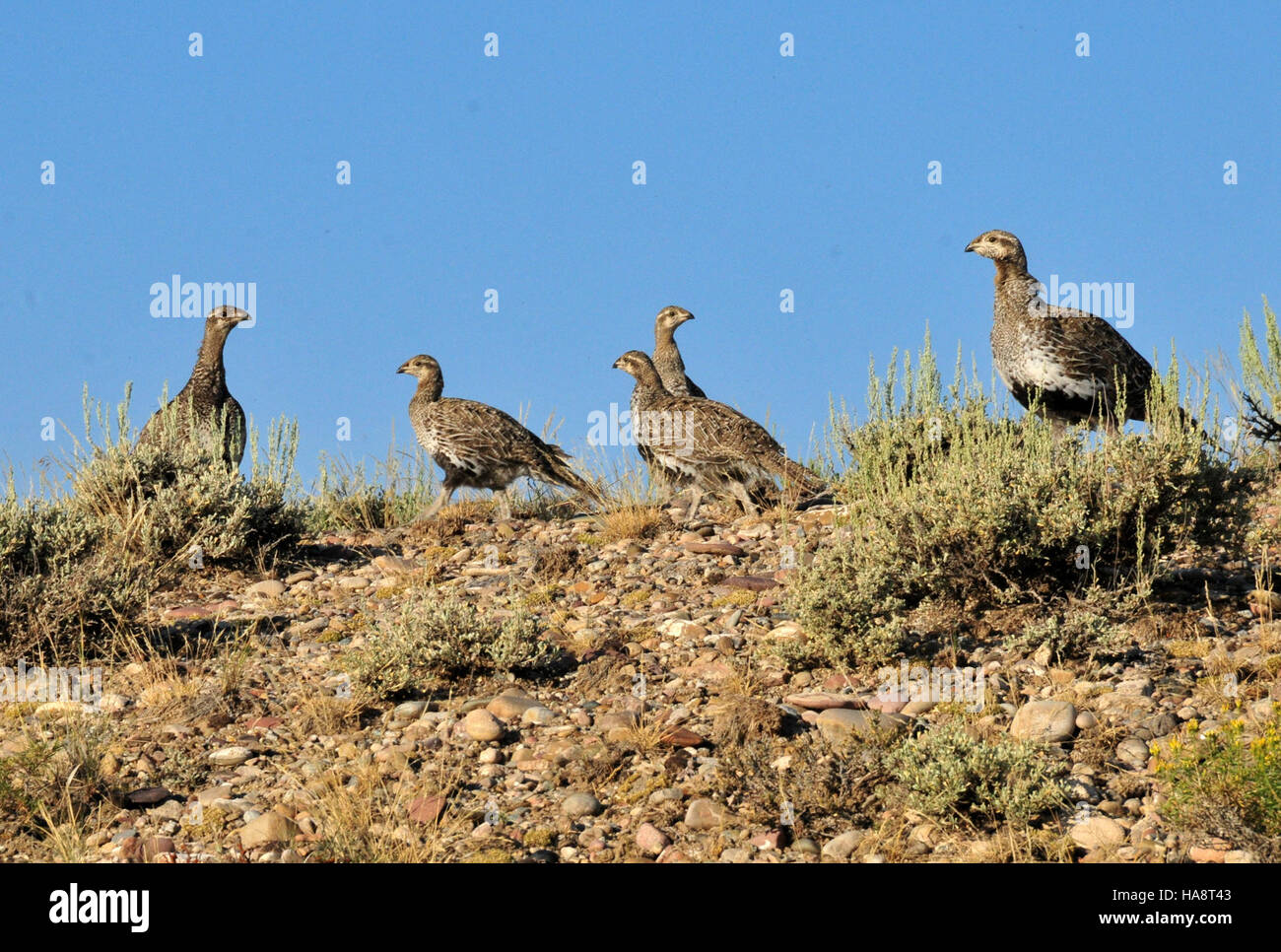 The Greater Sage Grouse, a key species in the Seedskadee National ...