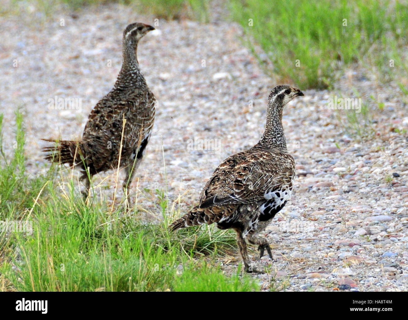The Greater Sage Grouse, a species of conservation concern, is shown in ...
