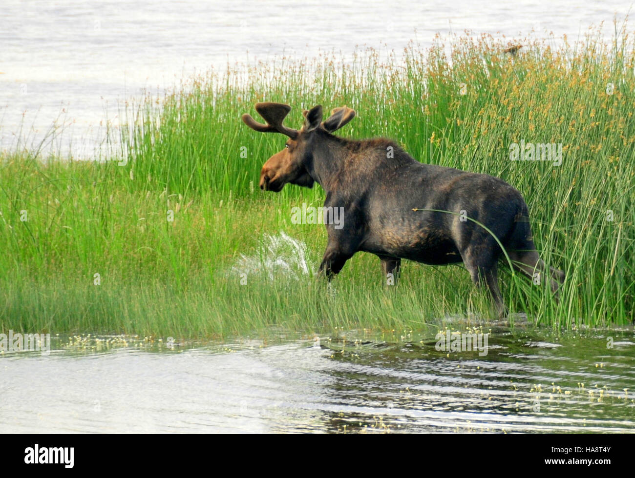 A bull moose is spotted in the wetlands of Seedskadee National Wildlife ...