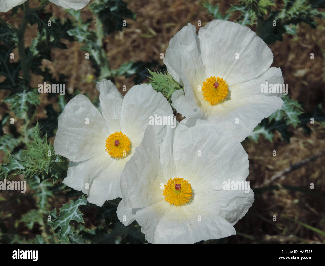 Prickly Poppy, a striking plant species, is featured in this image from ...