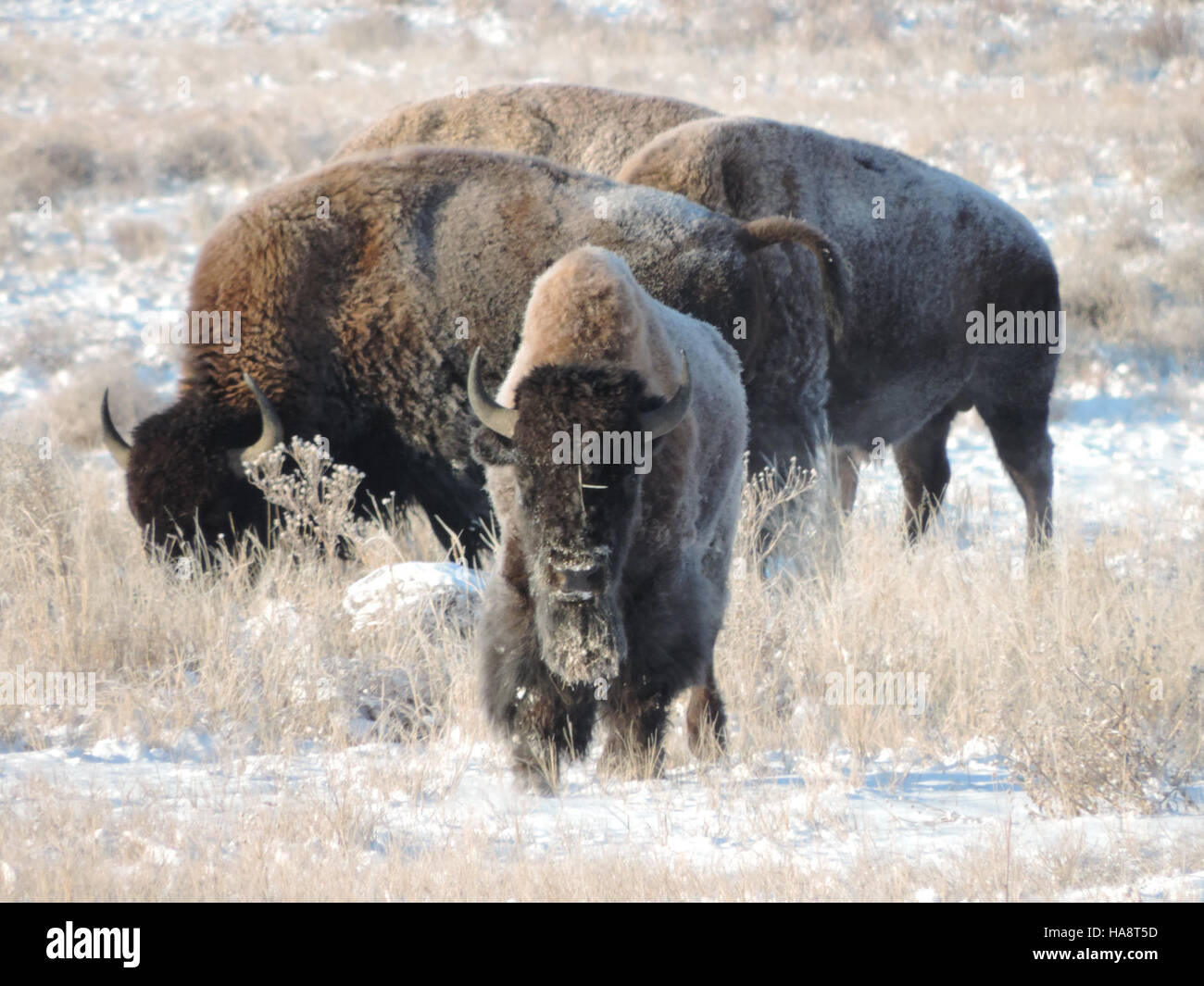 Bison in their winter habitat at a national park in the U.S. show the ...