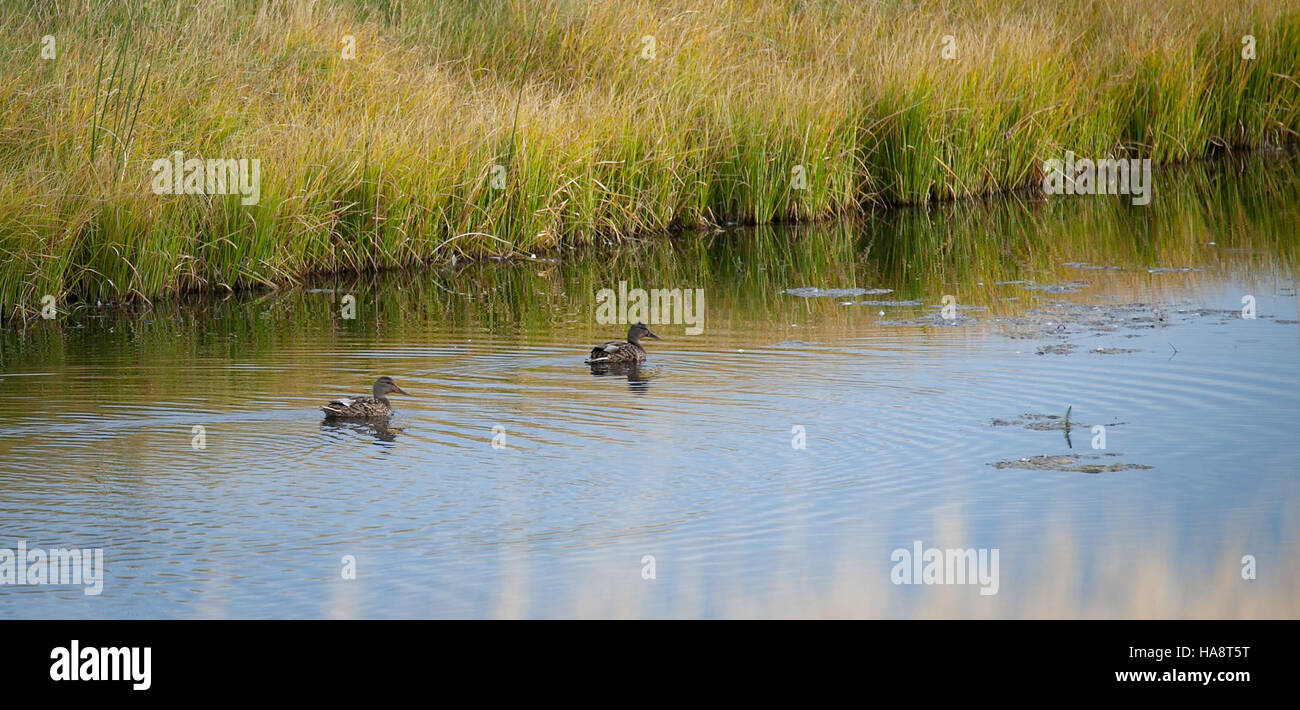 Gadwall ducks swim along a side channel of the Green River in ...