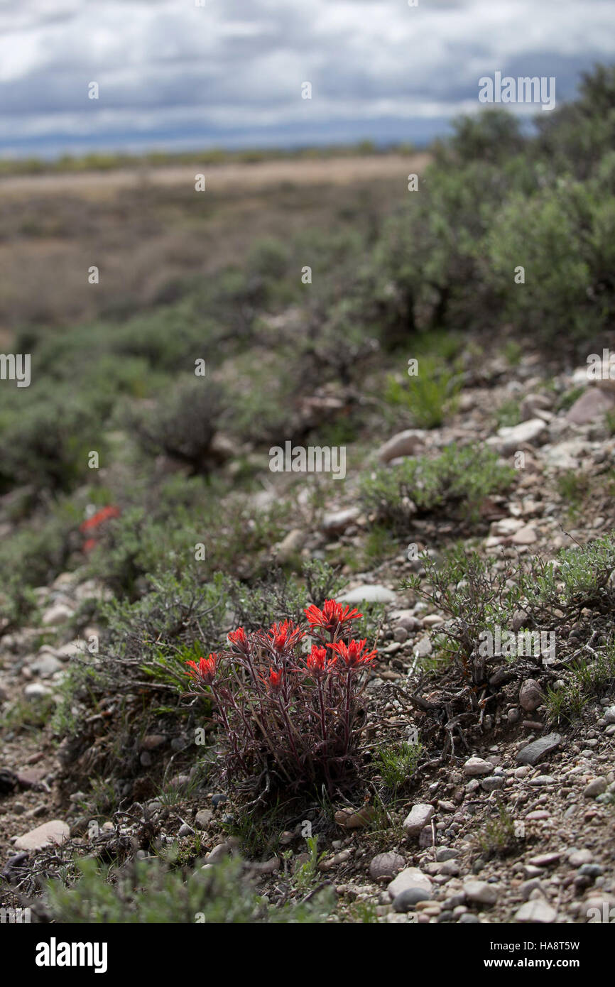 A vibrant paintbrush flower is pictured in the sagebrush steppe ...