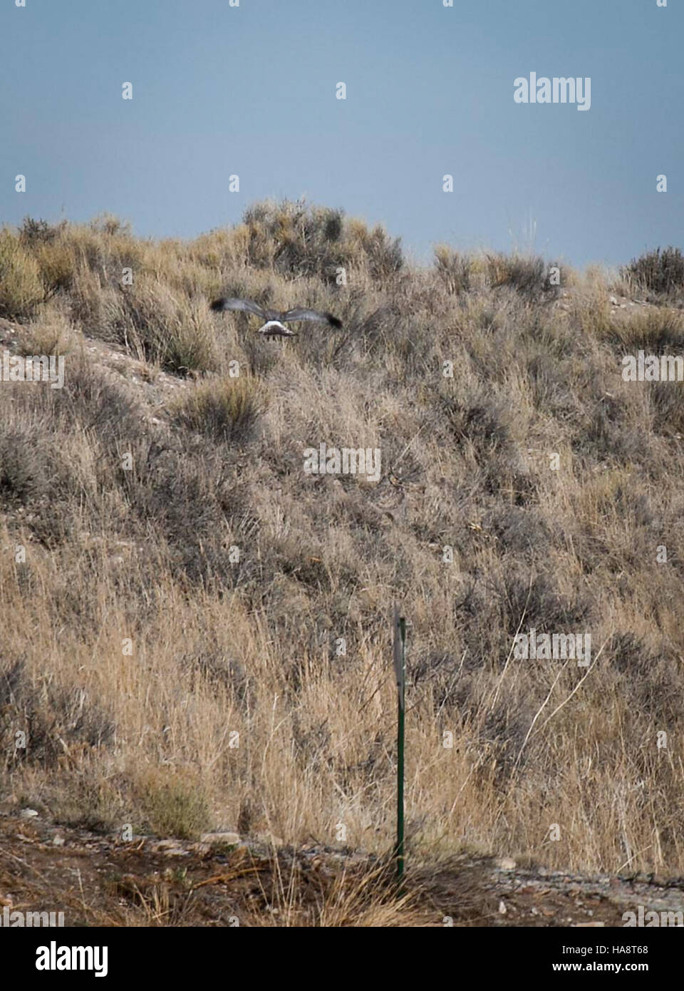 A northern harrier, also known as a marsh hawk, is captured in flight ...