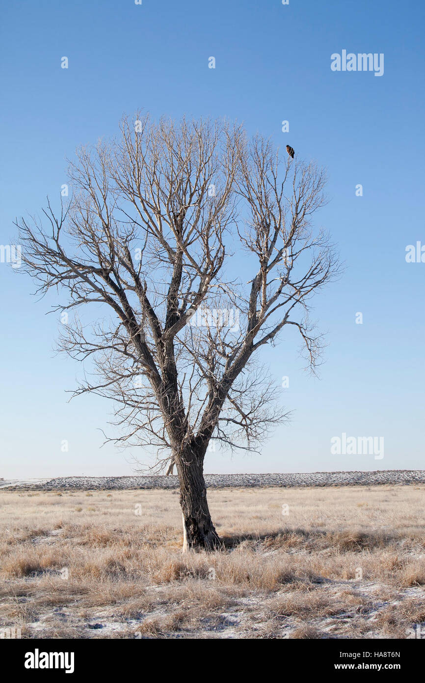 usfwsmtnprairie 14837905322 Raptor watching from lonely tree over ...