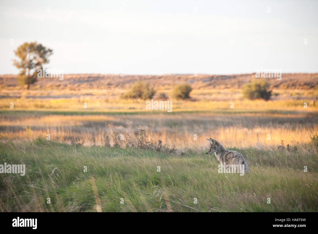 A coyote is seen hunting in a national park, engaging in natural ...