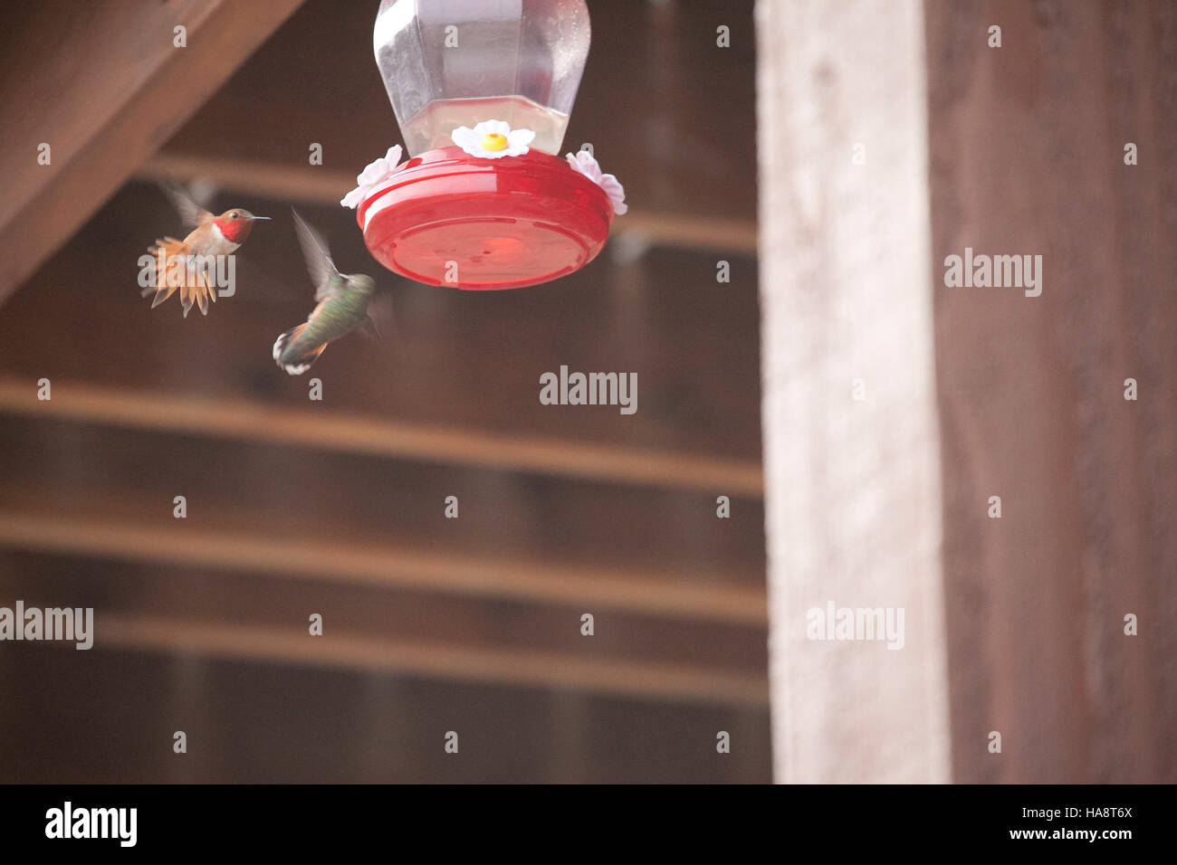 In southwest Wyoming, a female rufous hummingbird is seen dodging a ...