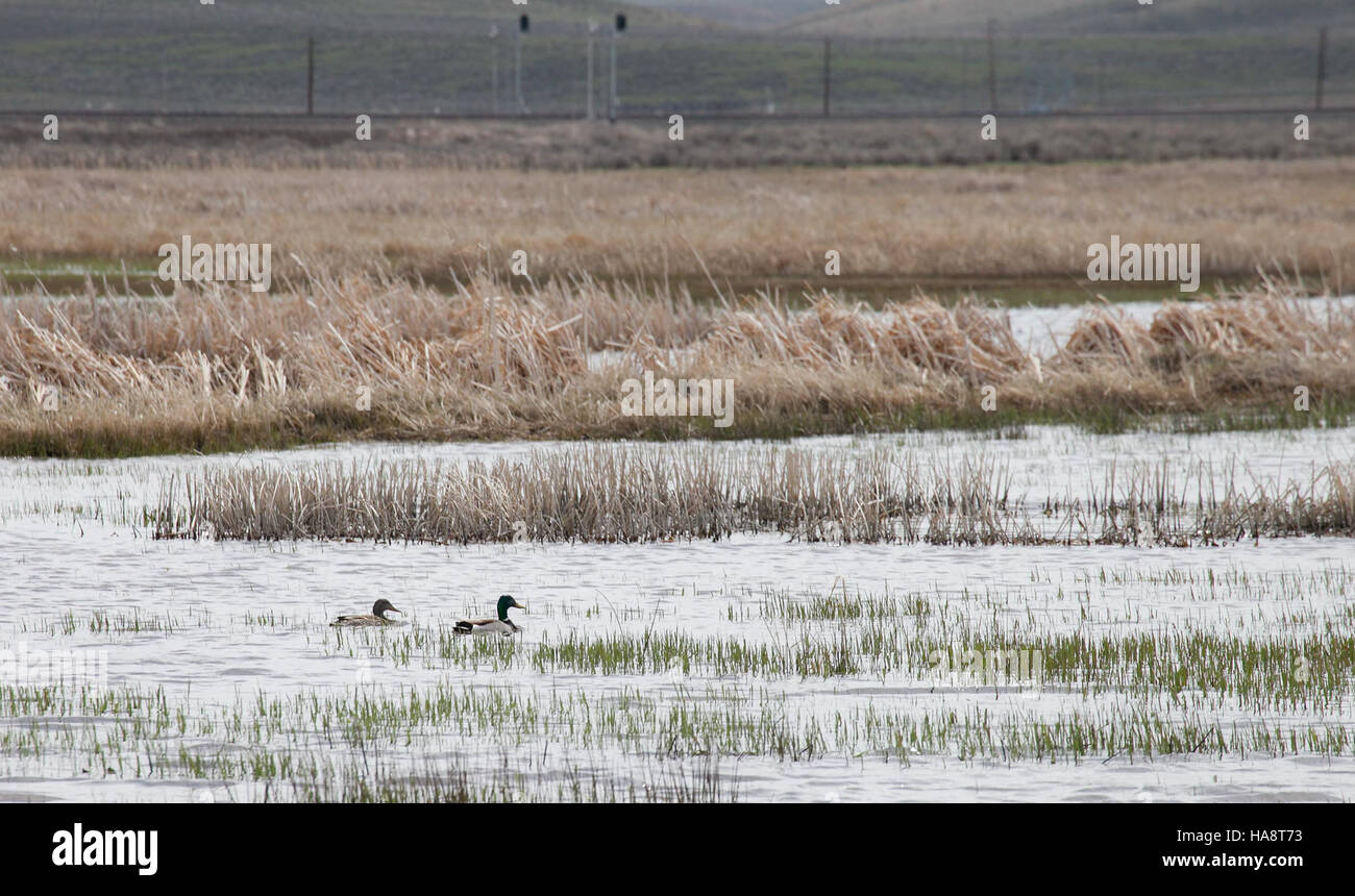 A pair of mallard ducks are spotted at Cokeville Meadows National ...