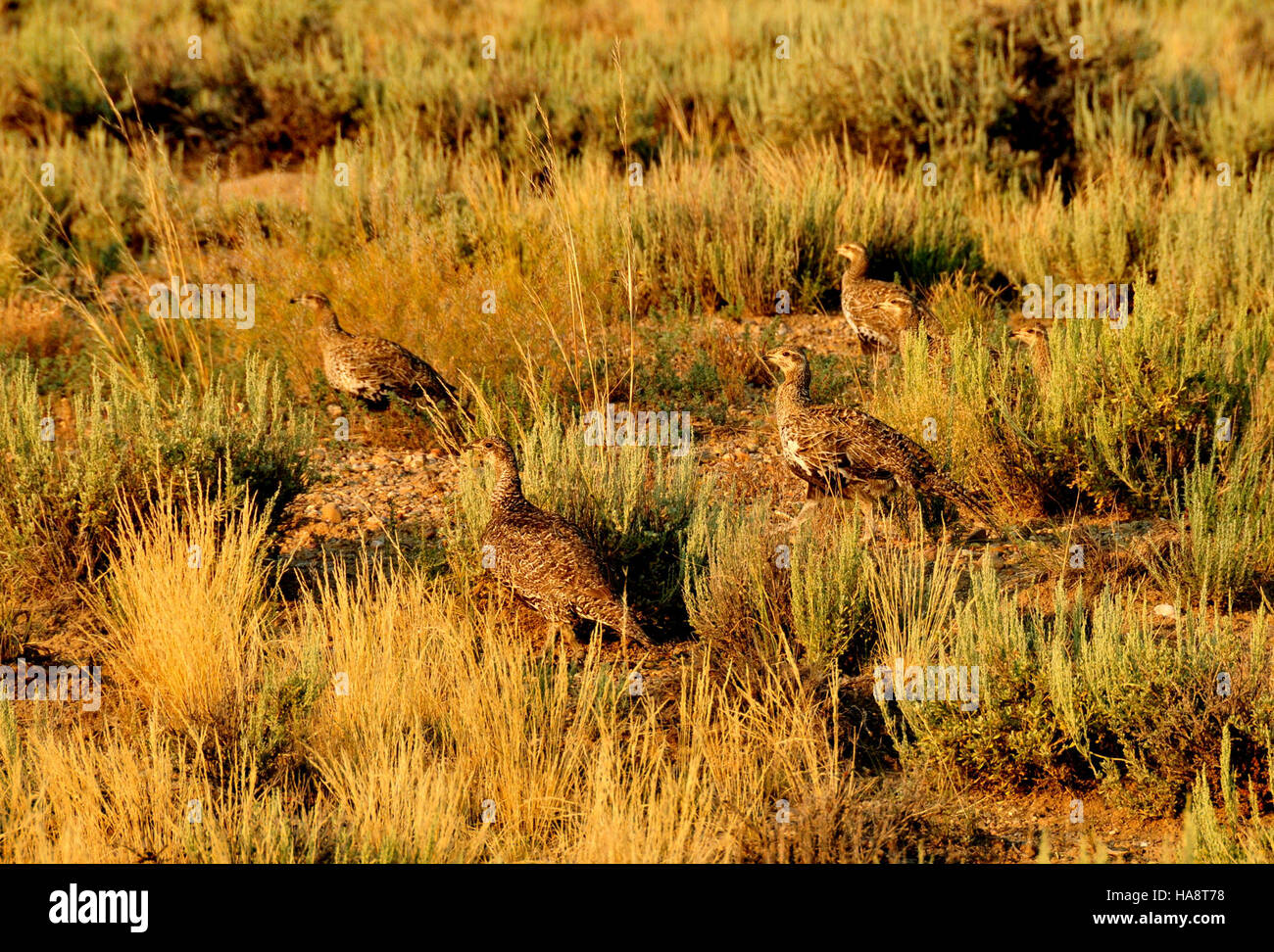 This image shows a Greater Sage Grouse brood at the Seedskadee National ...