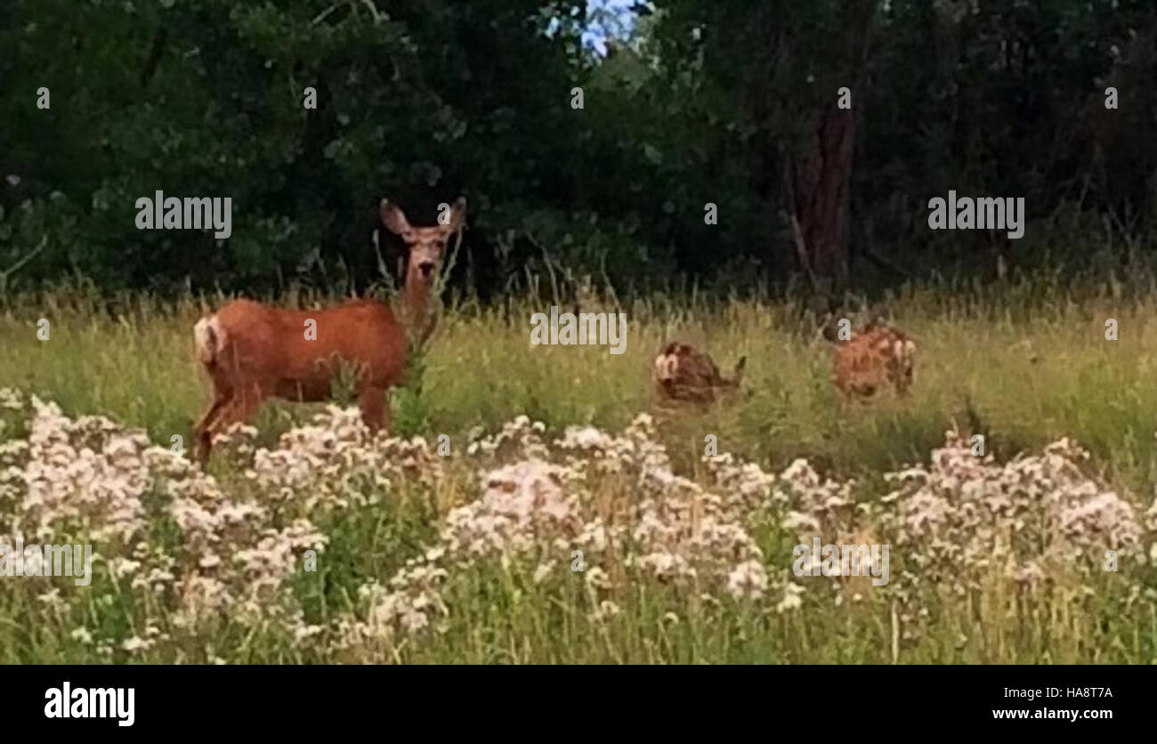 A deer and its fawns are captured in the wild, showcasing the delicate ...