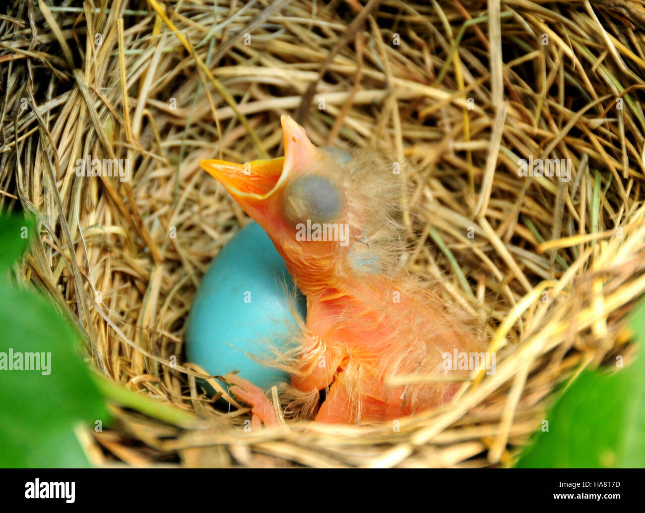 This image depicts an American Robin hatching in its nest within a U.S ...
