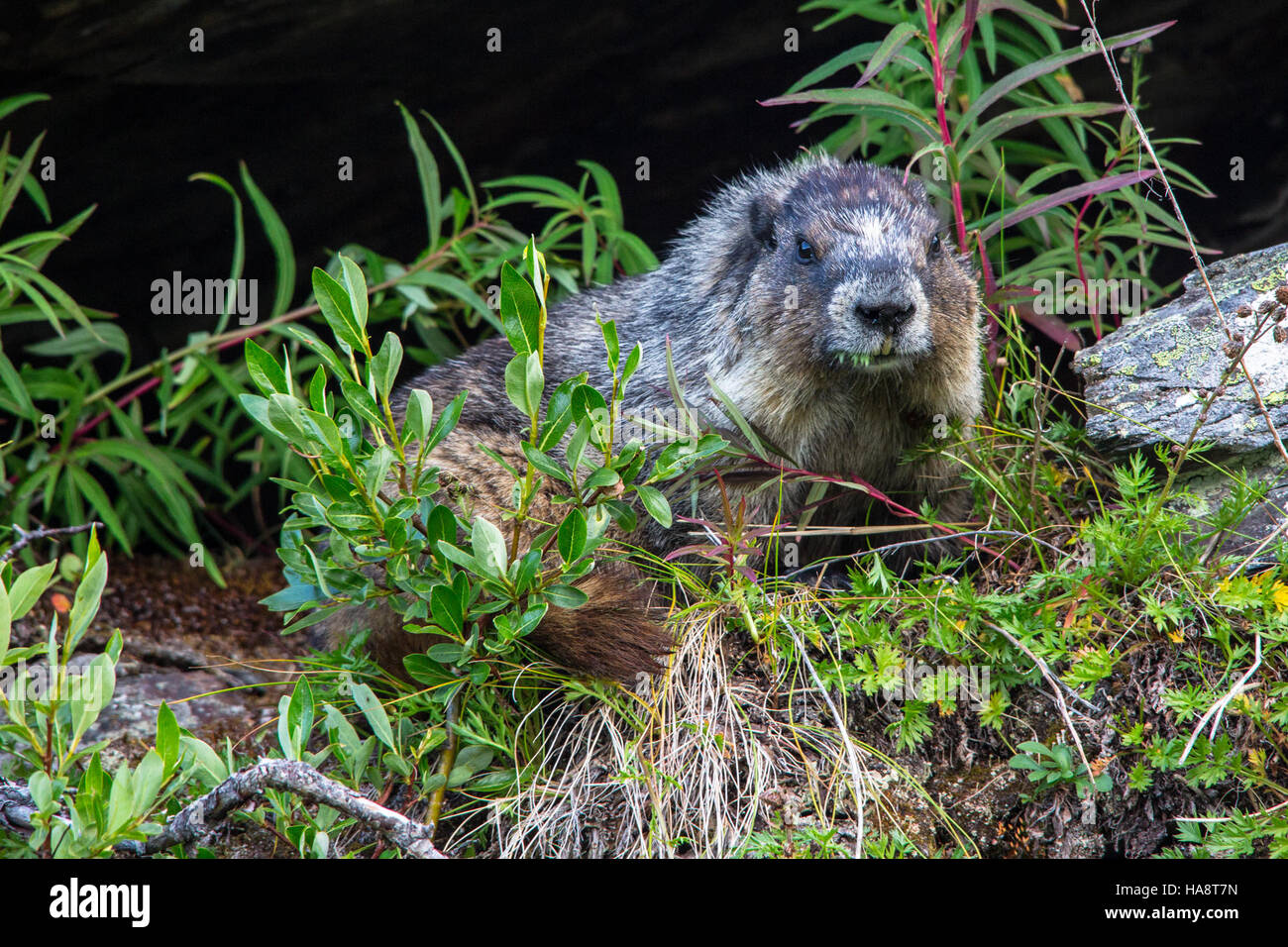 A hoary marmot spotted in a national park, an example of the wildlife ...