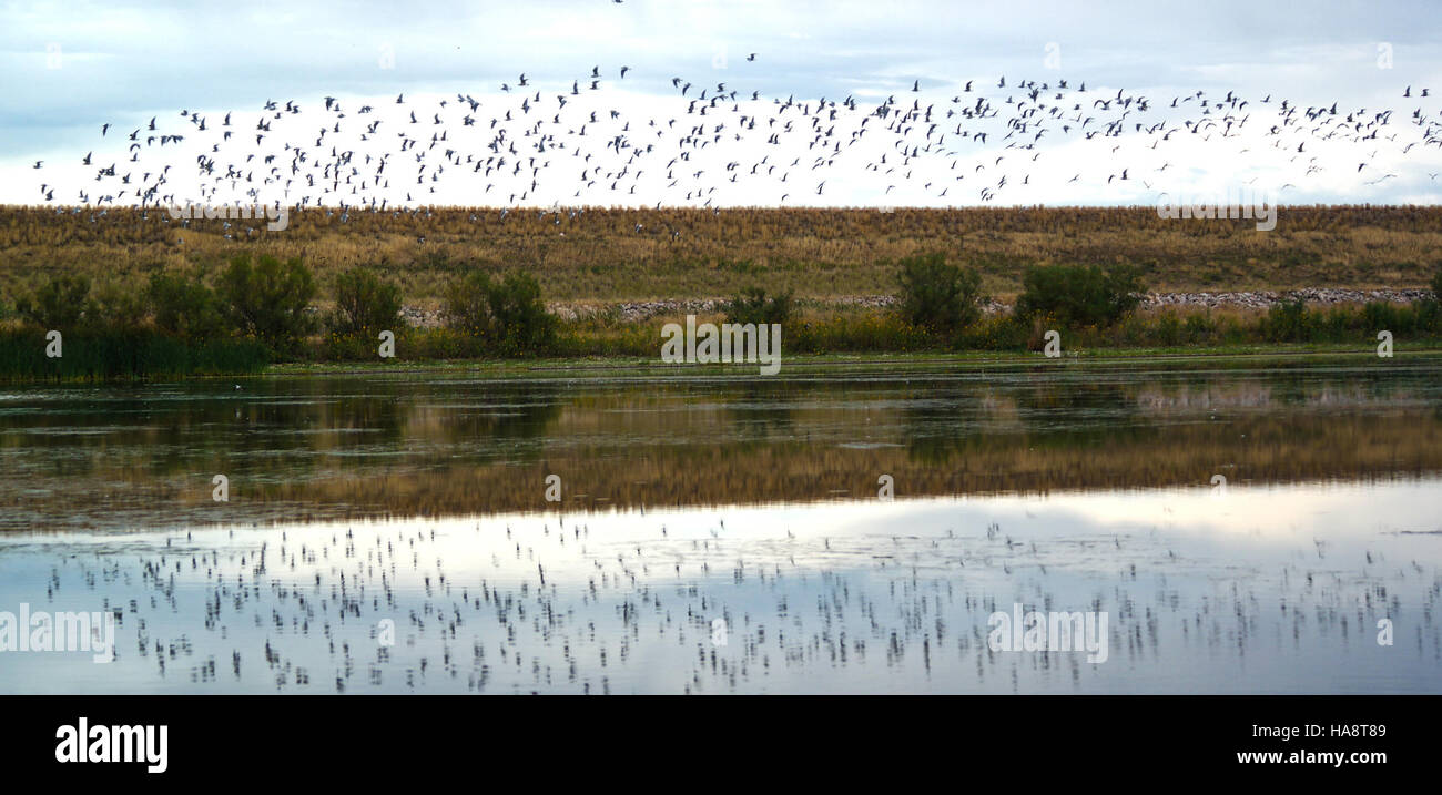 The Ear River Migratory Bird Refuge provides critical habitat for ...