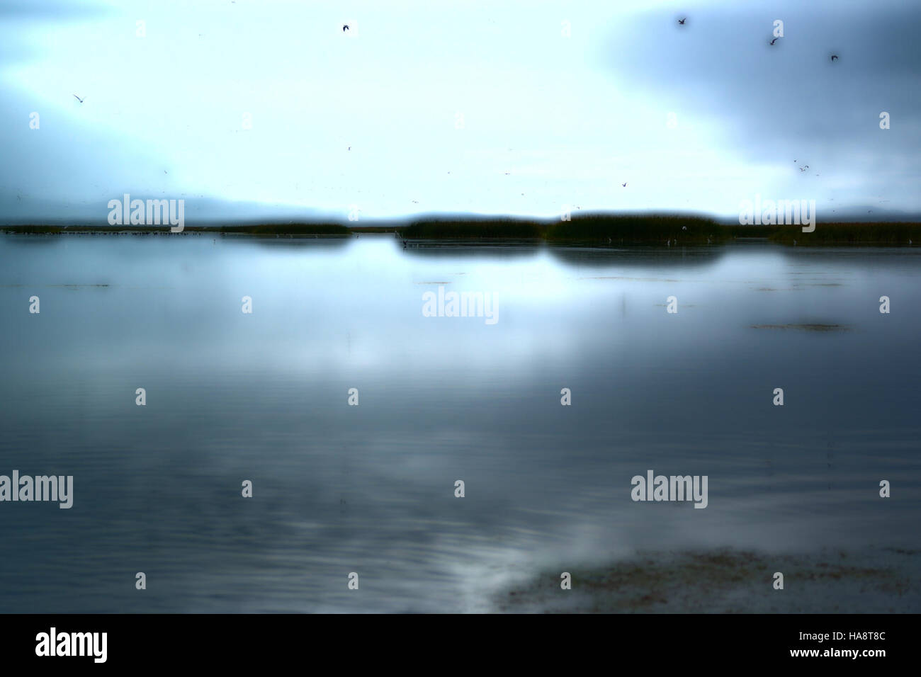 The Bear River Migratory Bird Refuge in Utah provides vital stopover ...