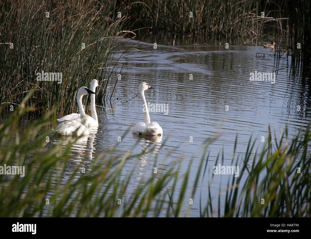 usfwsmtnprairie 14858226093 Trumpeters gliding through Seedskadee's ...